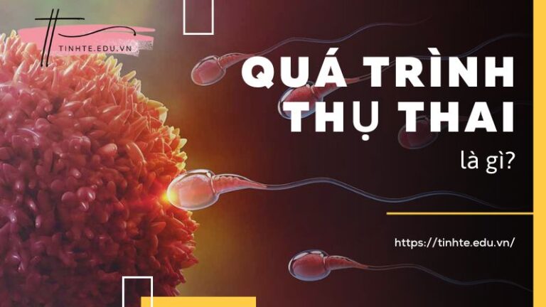 Quá trình thụ thai diễn ra như thế nào - Điều kiện thụ thai