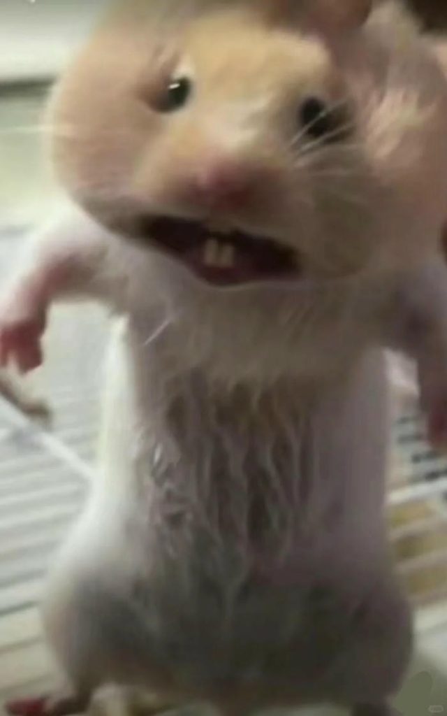220+ Meme Chuột Hamster siêu hài giúp giải trí cả ngày
